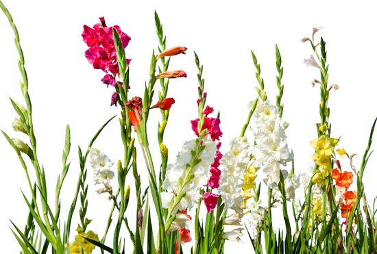 Gladiolen - Gladiolus - Gemengd - 25 stuks | bol.com