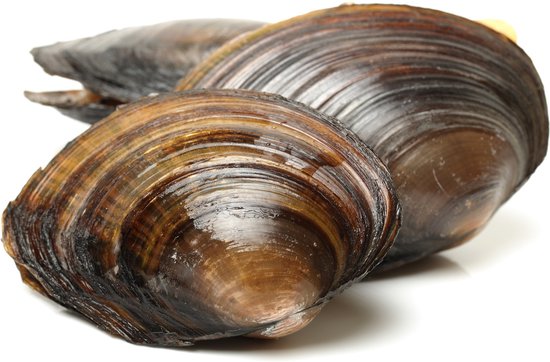 vdvelde.com - Zoetwatermosselen - 10 stuks - Natuurlijke vijver filteraars - Van der... | bol
