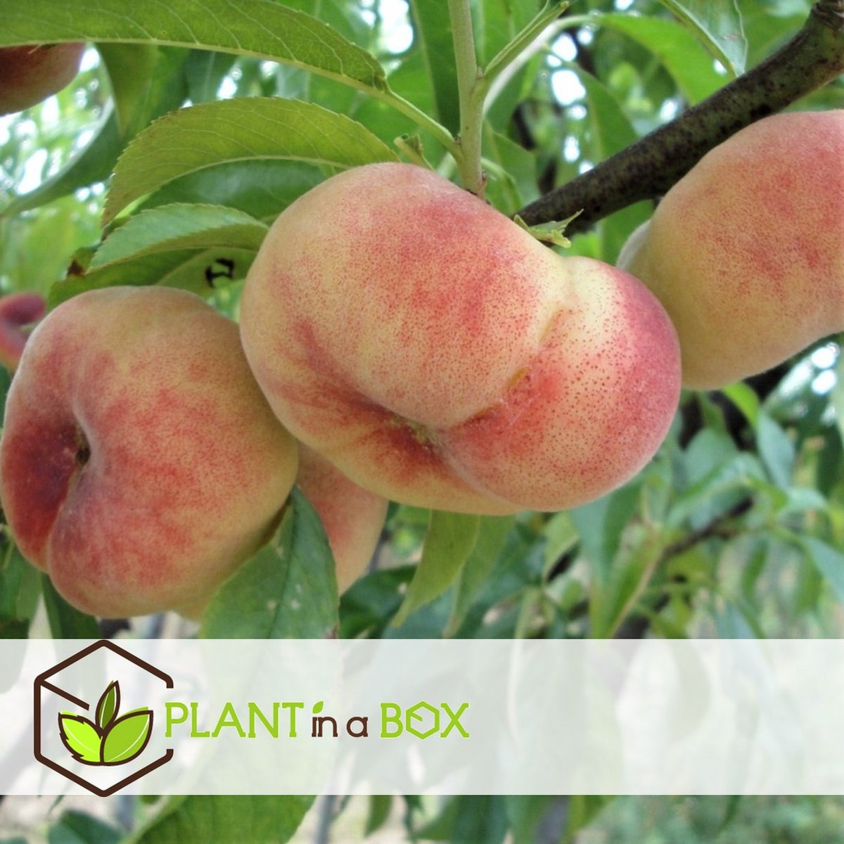 Plant in a Box - Prunus persica 'Saturnus' - Set de 2 - Pêcher - Arbre ...