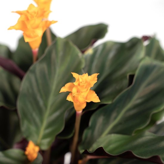 Hello Plants Calathea Crocata Tassmania - Ø 14 cm - Hoogte: 40 cm ...