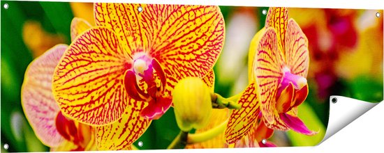 Gards Tuinposter Geel Rode Orchidee Bloemen - 150x50 cm - Tuindoek ...