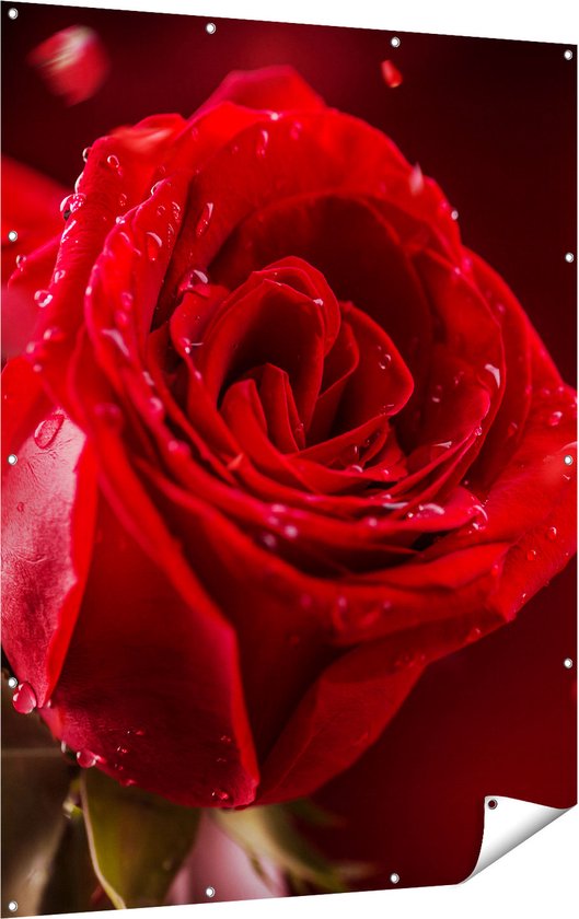 Gards Tuinposter Romantische Rode Roos - 120x160 cm - Tuindoek ...