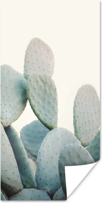 Plant - Groen - Cactus - Natuur | bol.com