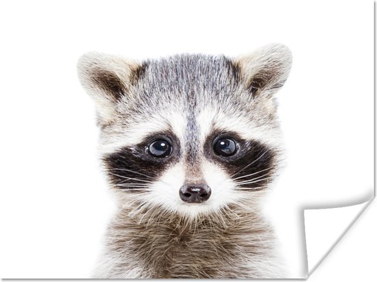 Poster Wasbeer - Dieren - Natuur - Wit - 80x60 cm | bol