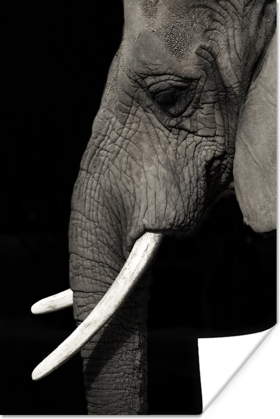 Poster Olifant - Dier - Slagtand - 60x90 cm | bol.com