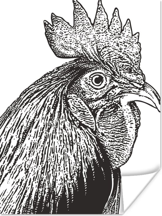 Illustration croquis Zwart et blanc de la tête d'un coq Poster 30x40 cm ...