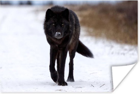 Zwarte Wolf Foto's In Het Wild
