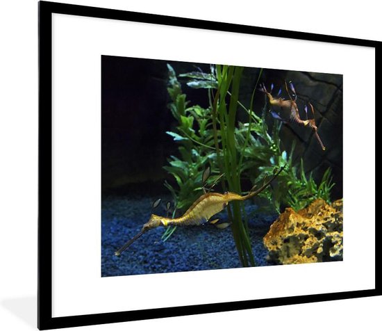 Zeedraken zwemmen tussen de waterplanten | bol.com