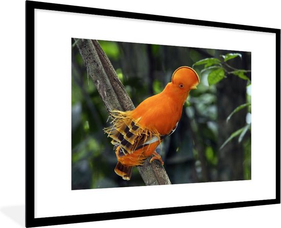 Een oranje rotshaan zit op een tak in de natuur | bol.com