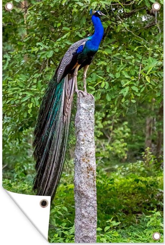 Tuinposter - Tuindoek - Tuinposters buiten - Pauw - Bos - Tak - 80x120 ...