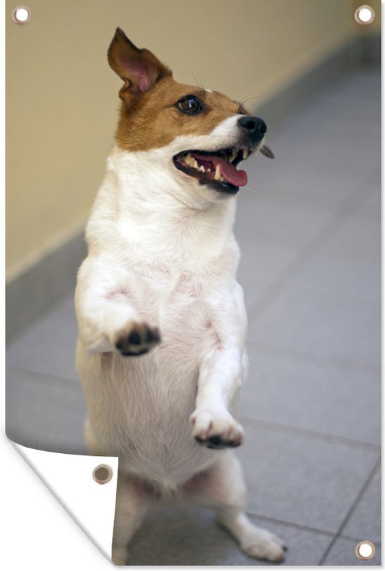 Tuinposters buiten Staande Jack Russel hond - 60x90 cm - Tuindoek ...