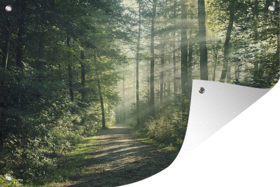Matin d'octobre ensoleillé dans la forêt Affiche de jardin 200x100 cm ...