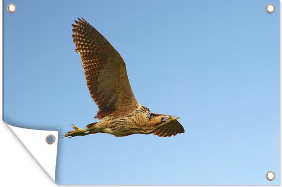 Tuinposters buiten Een roerdomp zweeft door de lucht - 90x60 cm ...