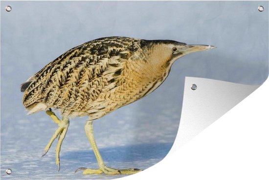 Muurdecoratie Een roerdomp loopt over het ijs - 180x120 cm - Tuinposter ...