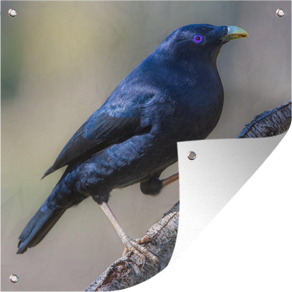 Tuindoek Blauwe prieelvogel op een tak - 100x100 cm | bol.com