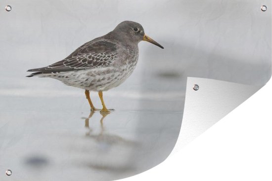 Tuinposters buiten Paarse strandloper op het natte zandstrand - 90x60 ...