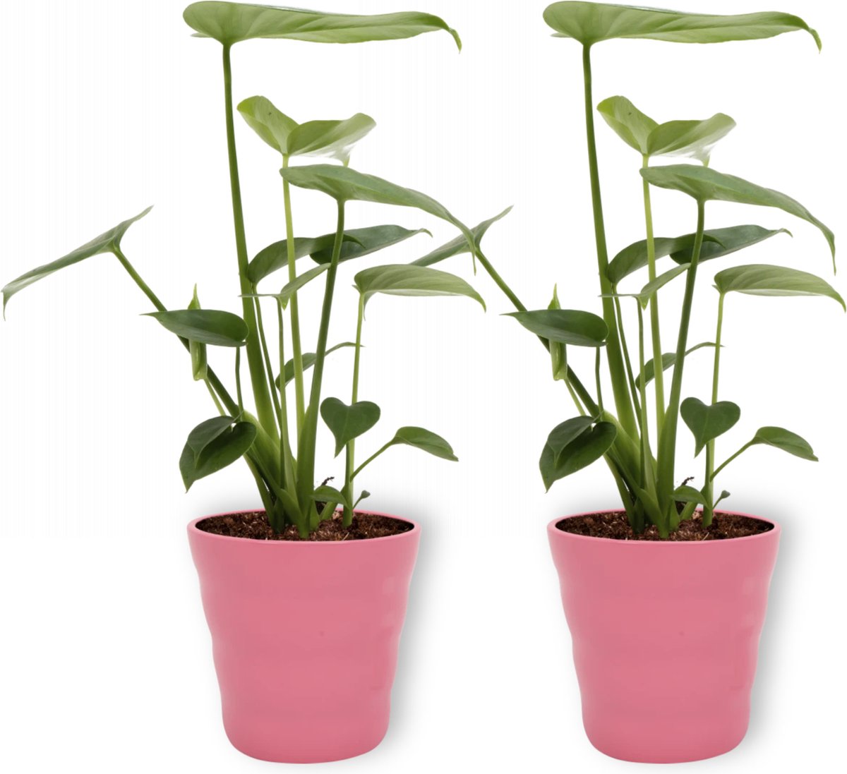 2x Plante d'intérieur Monstera Deliciosa Tauerii - Plante à trou - ± ...