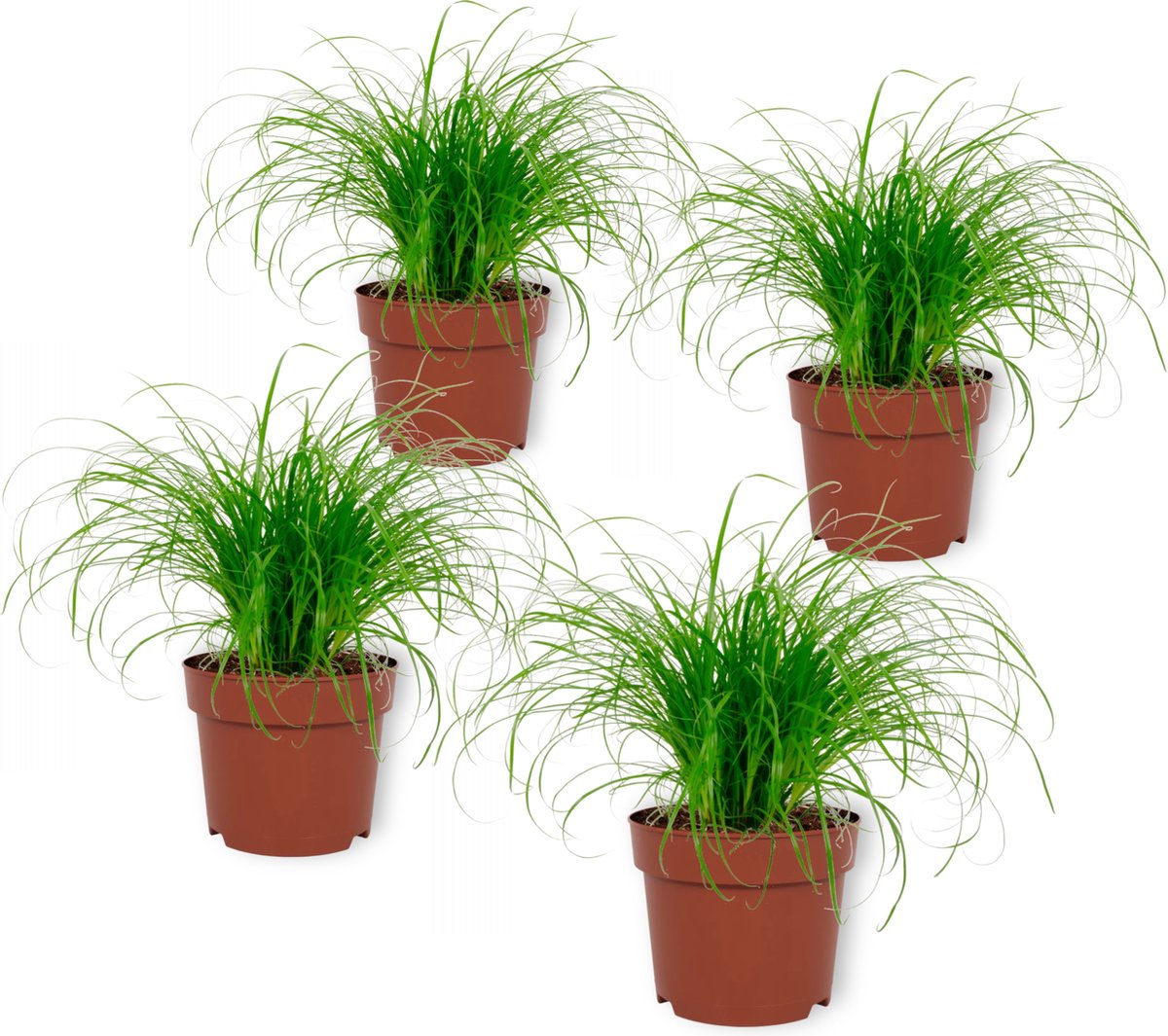 WL Plants - 4x Cyperus Zumula - Kattengras - Diervriendelijke Planten ...
