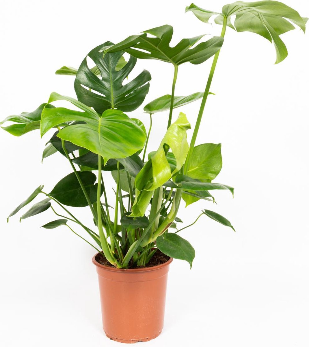 Kamerplant Monstera Deliciosa Tauerii Large – Gatenplant - ± 70cm hoog ...