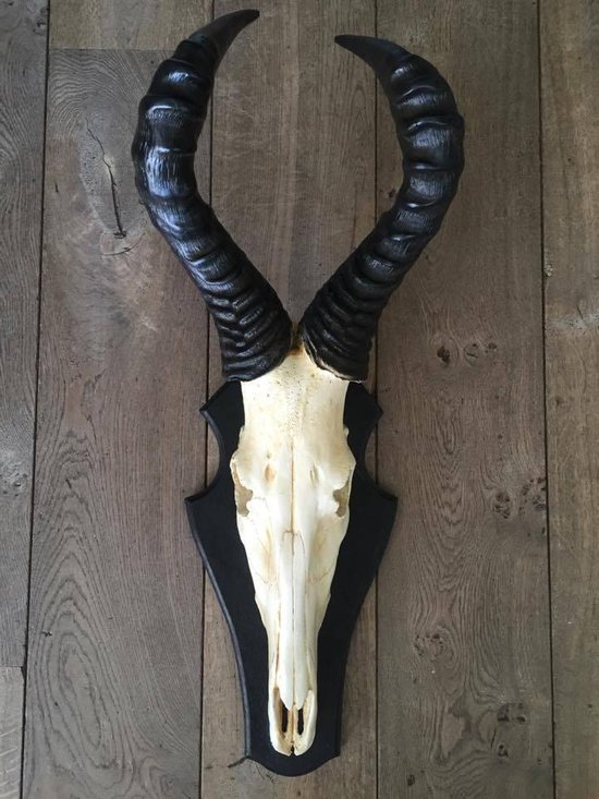 Skull springbok | bol