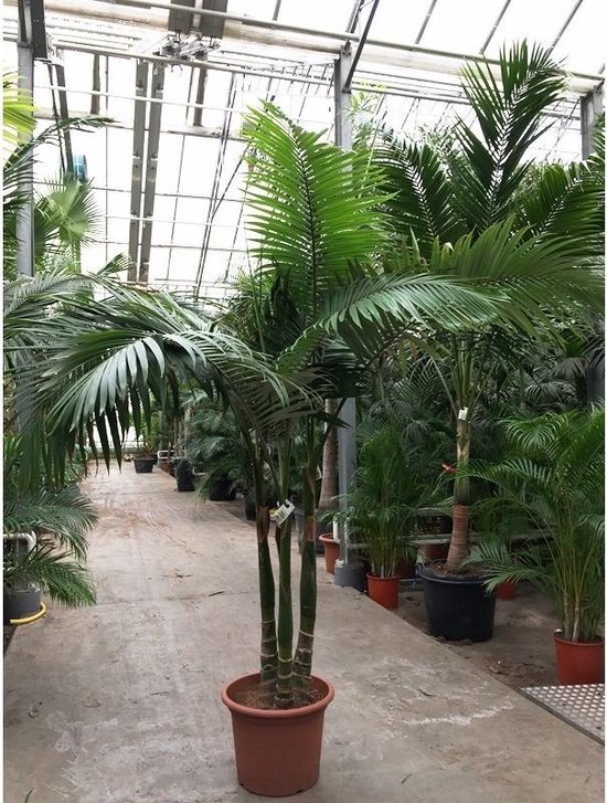 Archontophoenix alexandrae - Koningspalm - King Alexander Palm 340 ...