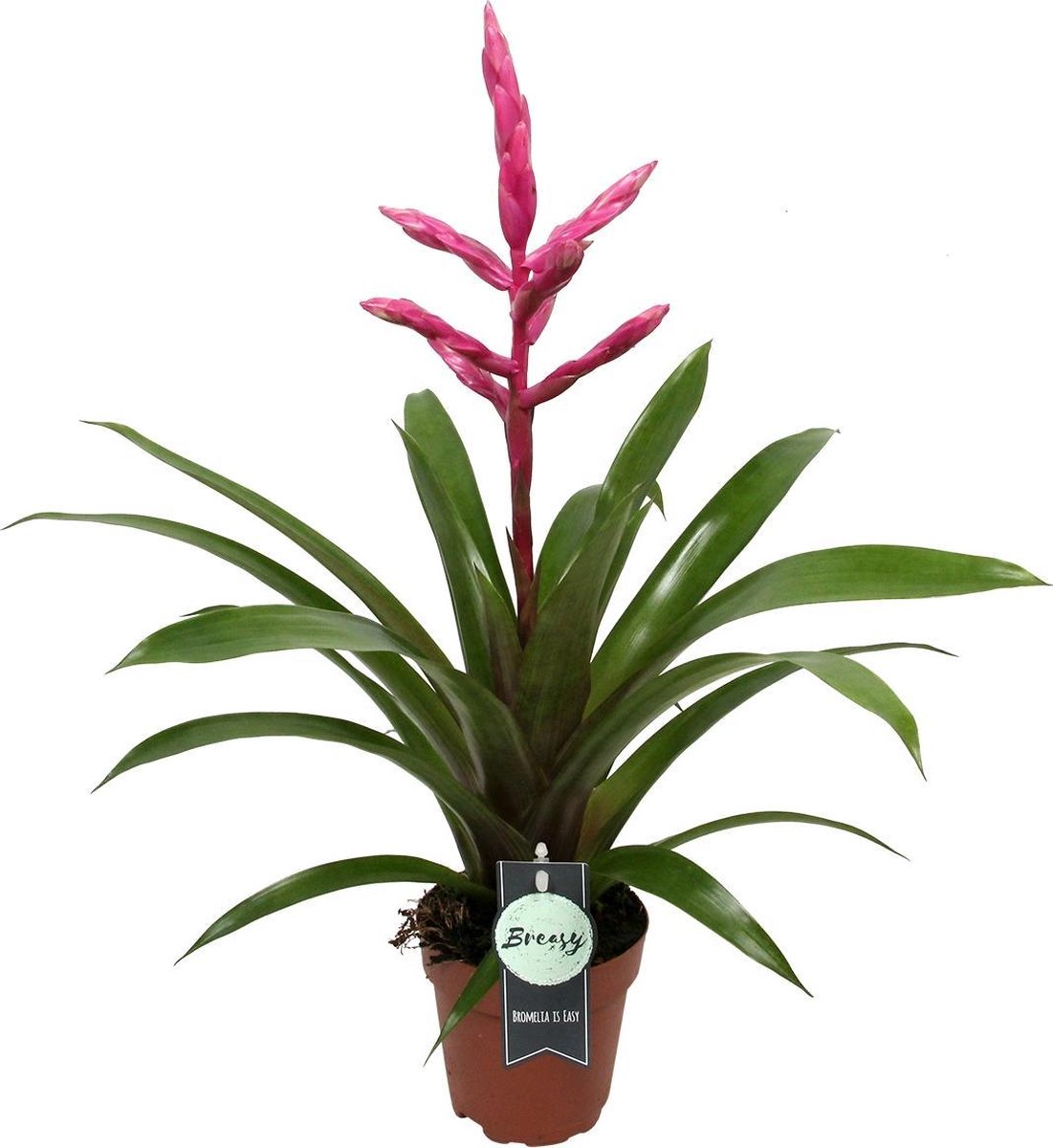 Breasy® - Bromeliad Guzmania Claire Pink - Tube Bromeliad - Plante d ...