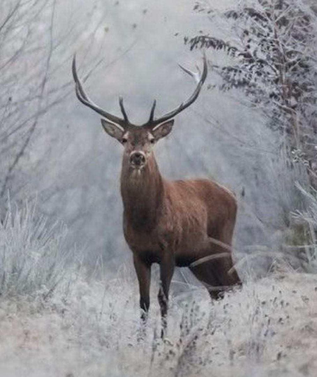 Edelhert Winter - 30x40cm - VIERKANT – HQ Diamond Painting volledig ...