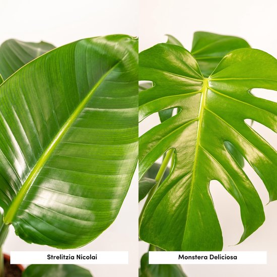 Strelitzia Nicolai - Ø19cm - 85cm + Monstera Deliciosa - Ø21cm - 75cm ...