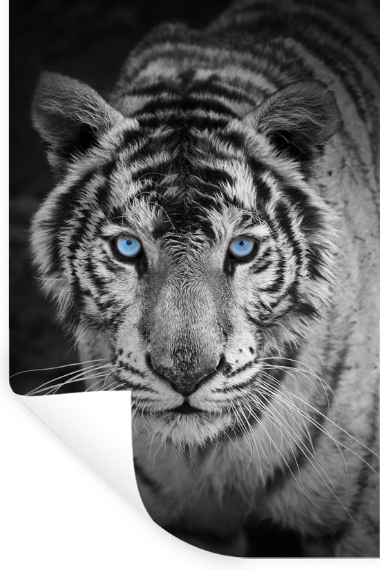 Muurstickers - Sticker Folie - Dieren - Tijger - Zwart wit - Ogen - Blauw - 60x90 cm -... | bol