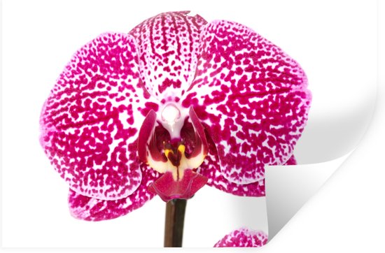 Muurstickers - Sticker Folie - Orchidee roze - 90x60 cm - Plakfolie ...
