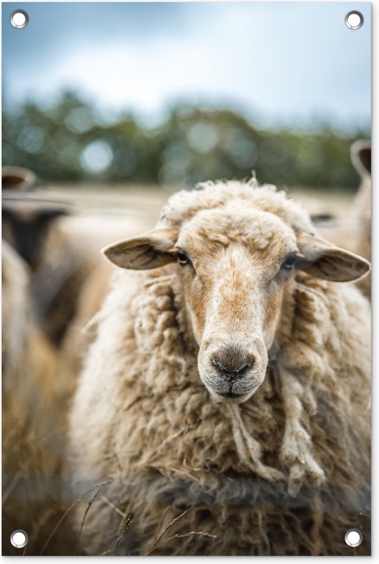 Tuindecoratie Portret van een schaap - 40x60 cm - Tuinposter - Tuindoek ...