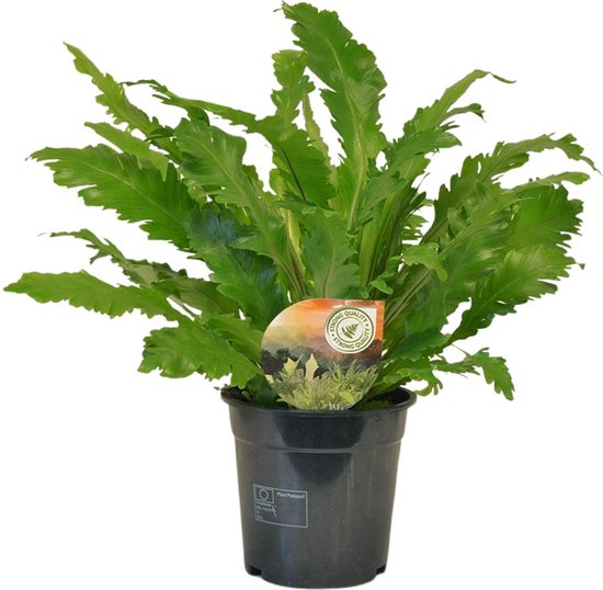 Plantenboetiek.nl | Asplenium Campio - Ø17cm - 40-50cm hoog ...