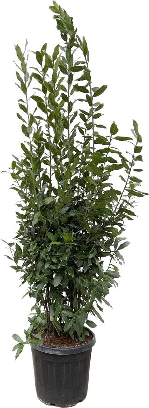 NatureNest - Laurierboom - Laurus Nobilis - 1 Stuk - 200 - 210cm | bol