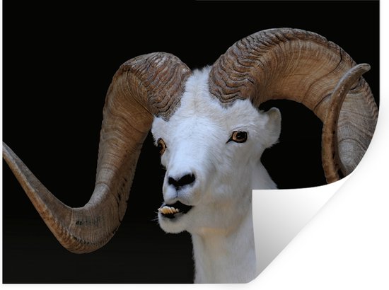 Muurstickers - Sticker Folie - Bok - Dieren - Hoorn - 40x30 cm ...