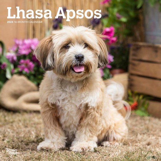 Lhasa Apso Kalender 2024 | bol