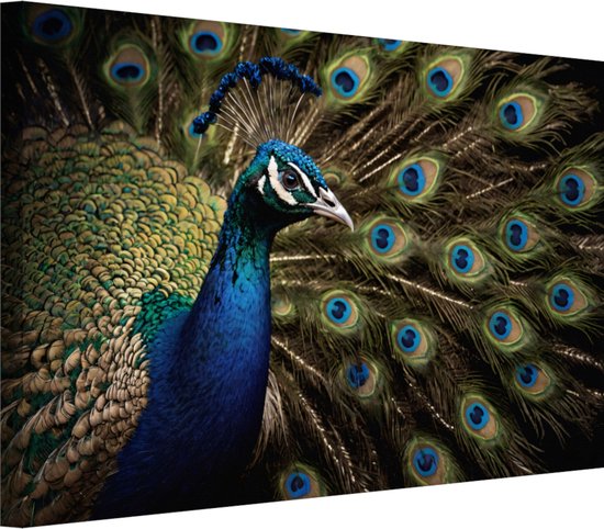 Pauw close-up schilderij - Pauw schilderij - Canvas schilderij Dier ...