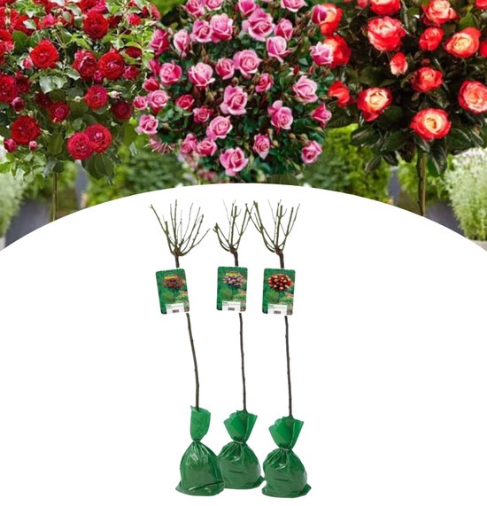 NatureNest - Stamrozen mix - Rosa - Rood, Roze, 2-kleurig - 3 stuks ...