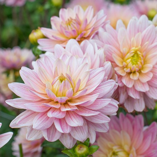 Dahlia Pink Magic® | 1 stuk | Decoratieve Waterlelie Dahlia | Knol ...