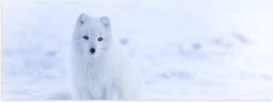 WallClassics - Poster (Mat) - Witte Vos in de Sneeuw - Poolvos - 120x40 ...