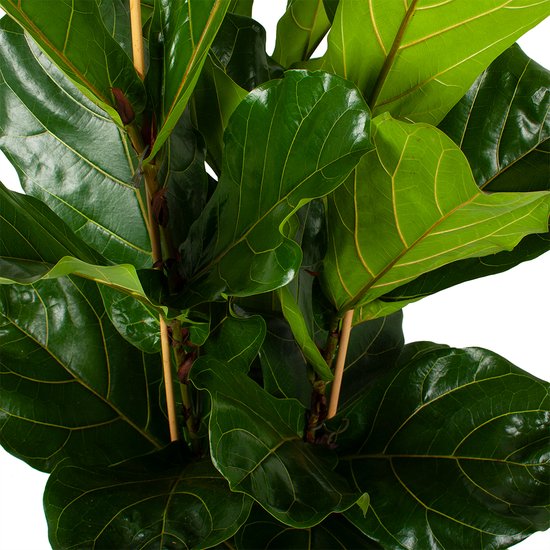 Ficus Lyrata - Tabaksplant - Toef - p34 h120 - Kamerplant | bol.com