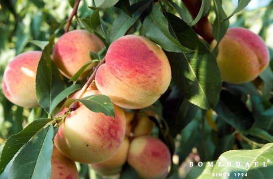 Grote Perzikboom | Prunus persica ‘Amsden’ | Halfstam | 180 - 230 cm ...