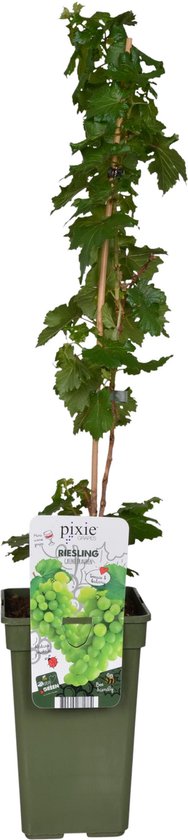 Vitis Pixie 'Riesling' - ↨65cm - Ø19 | bol.com