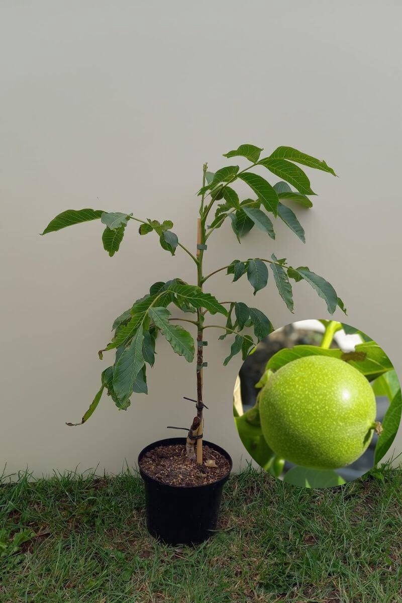 Jonge Walnotenboom | Juglans regia 'Coenen' | 40-60cm hoogte | bol.com