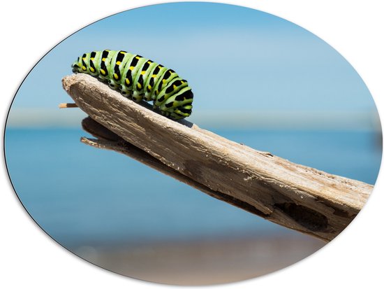 WallClassics - Dibond Ovaal - Groene Rups op een Tak - 96x72 cm Foto op ...