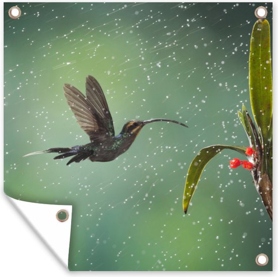 Tuin poster Kolibrie in de regen in de natuur van Costa Rica - 200x200 ...