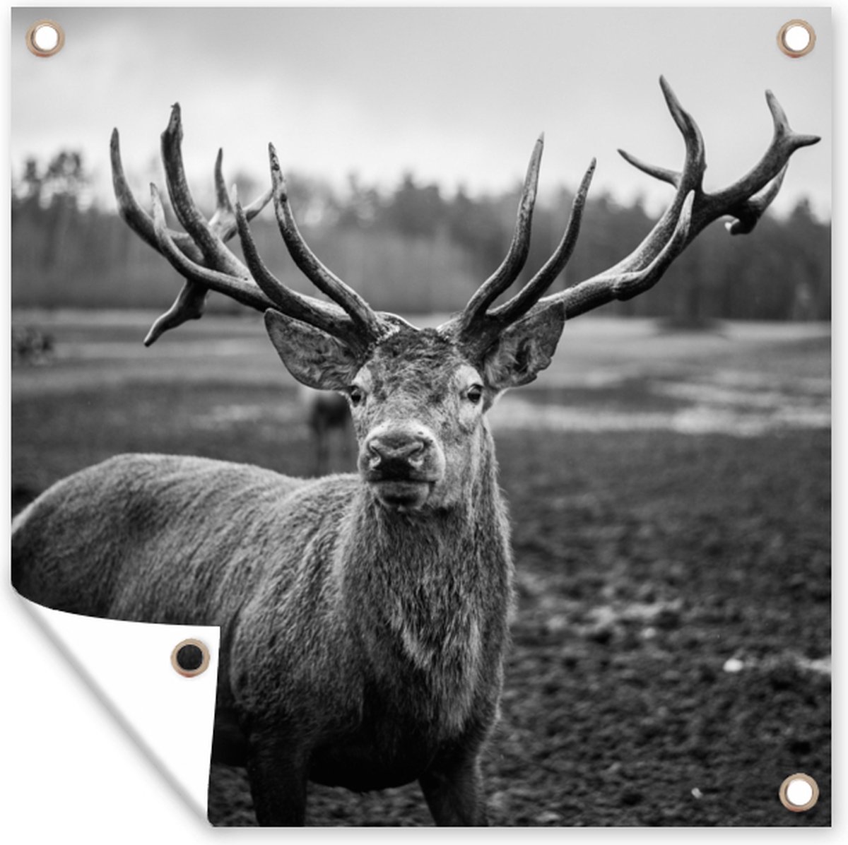 Tuinposters Dieren - Hert - Gewei - Zwart wit - Natuur - 50x50 cm | bol