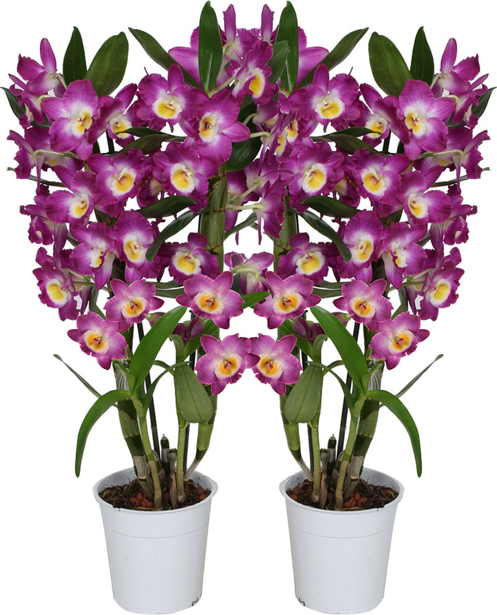 Orchideeën van Botanicly – 2 × Orchidee roze en geel – Hoogte: 50 cm, 1 ...