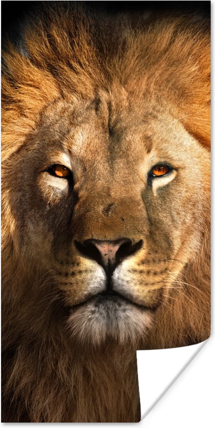 Poster Leeuw - Dieren - Zwart - Licht - Bruin - Portret - 40x80 cm | bol