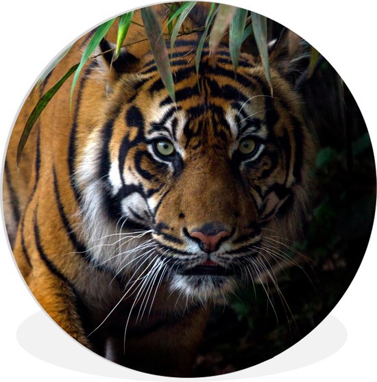Wandcirkel dieren - Tijger - Bladeren - Jungle - Natuur - Wanddecoratie rond -... | bol