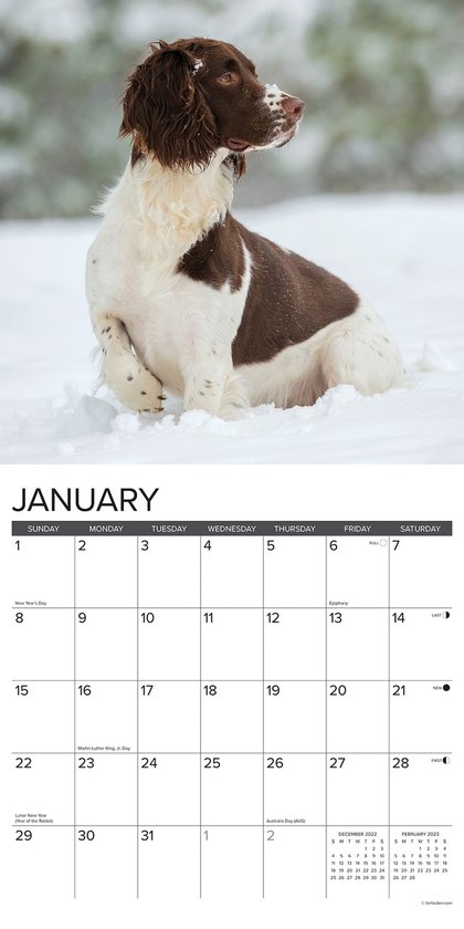 Just English Springer Spaniels 2023 Wall Calendar, Willow Creek Press ...